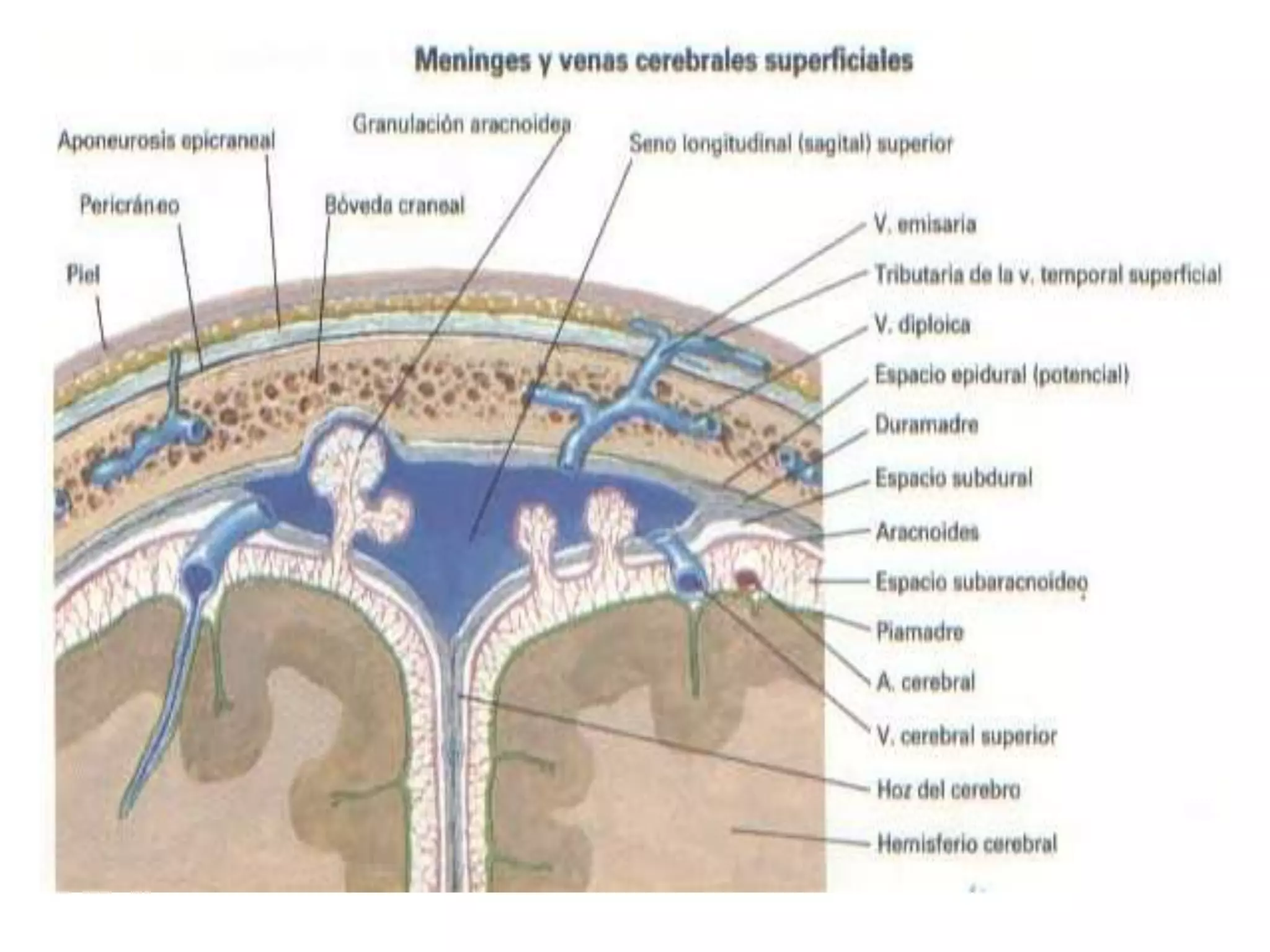 Anatomía de meninges | PPT