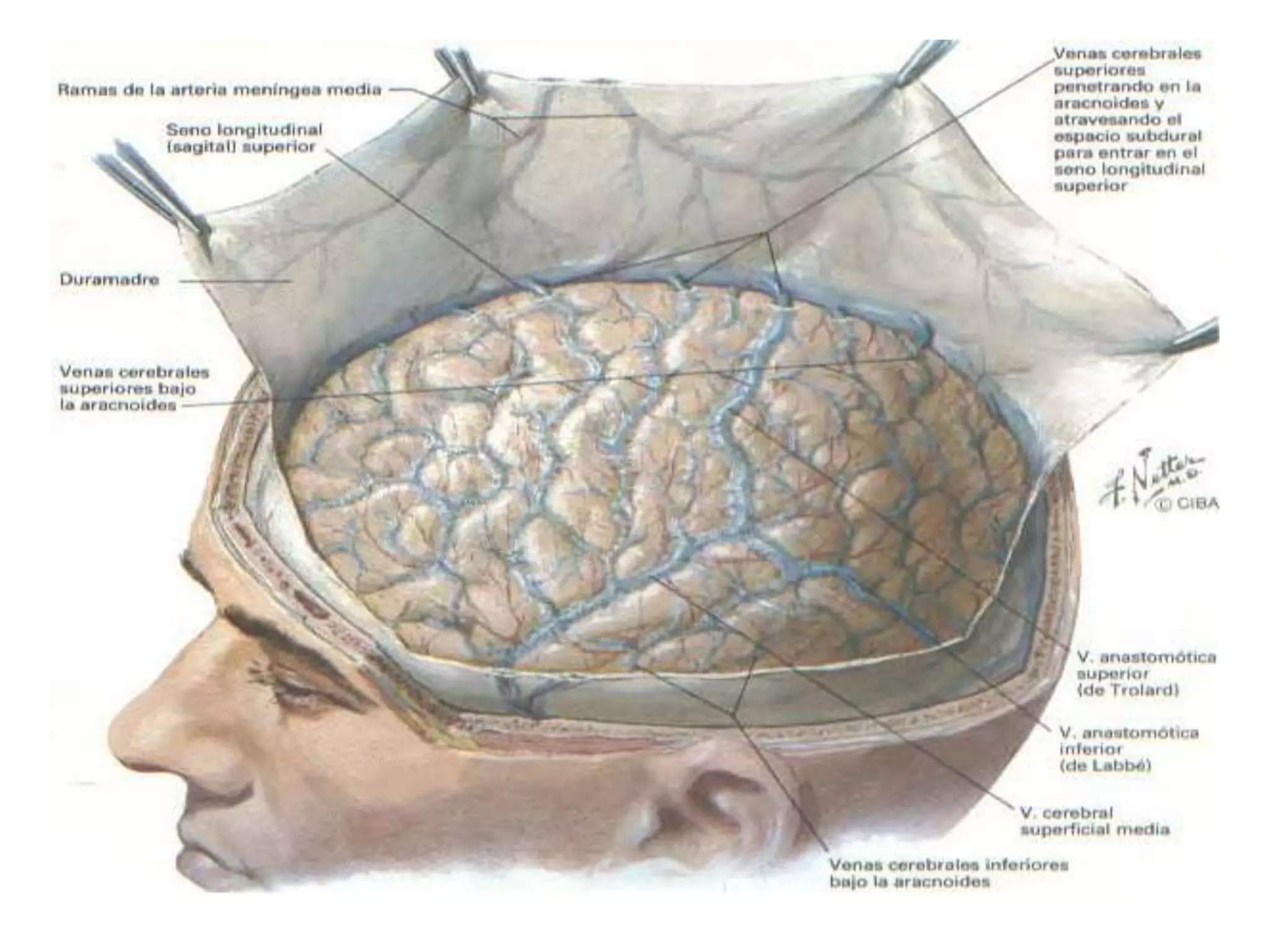 Anatomía de meninges | PPT
