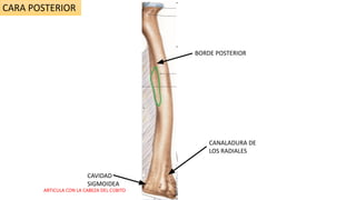 Anatomía de miembro superior. Traumatología | PDF