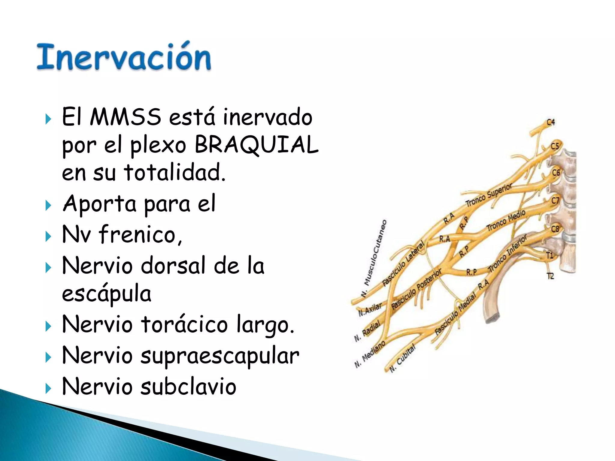 Anatomía de mmss | PPTX