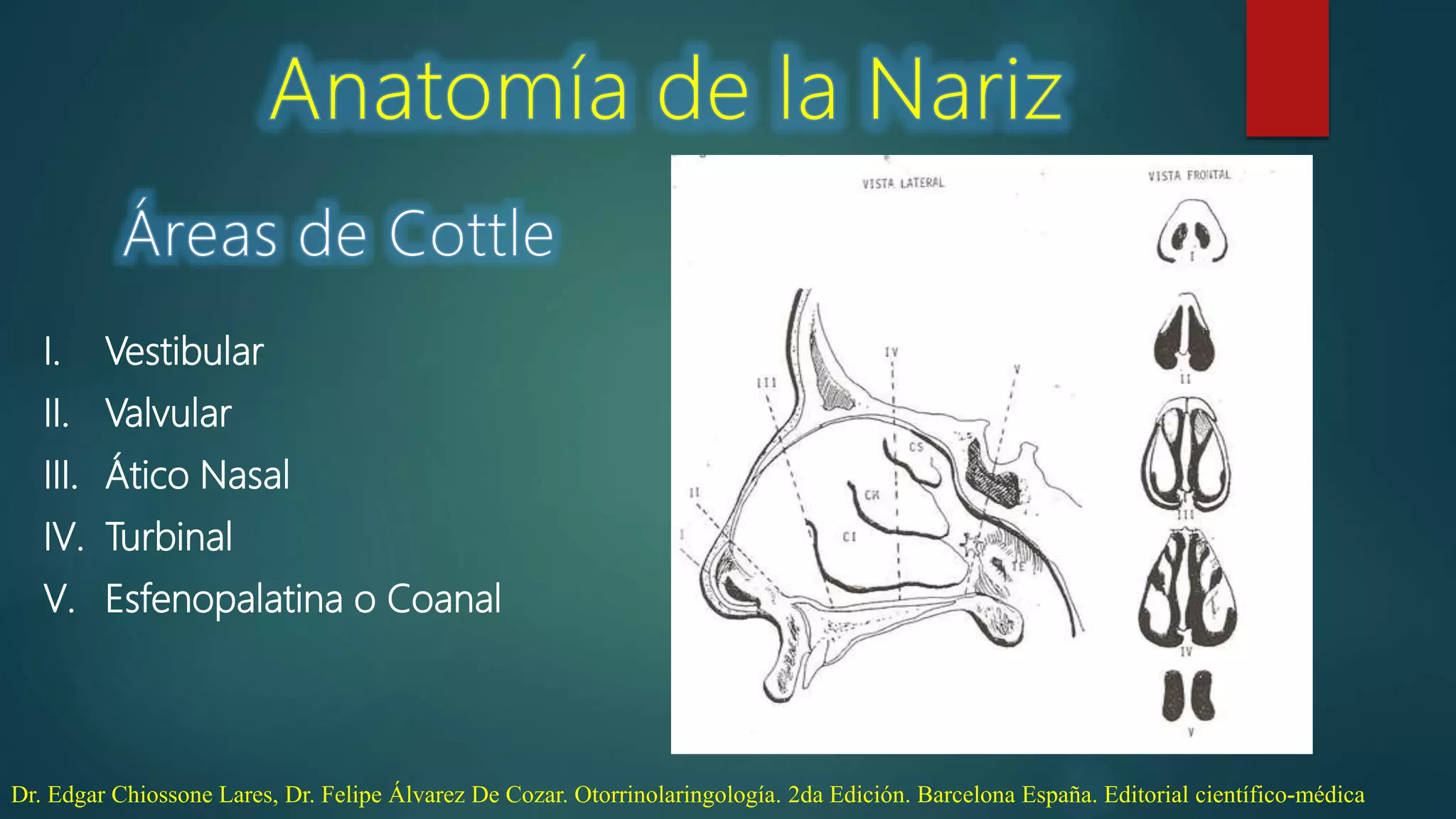 Anatomia de Nariz | PPTX