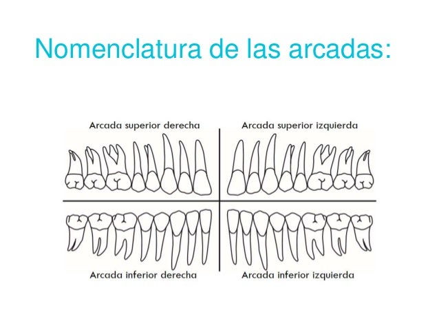 Anatomía dental