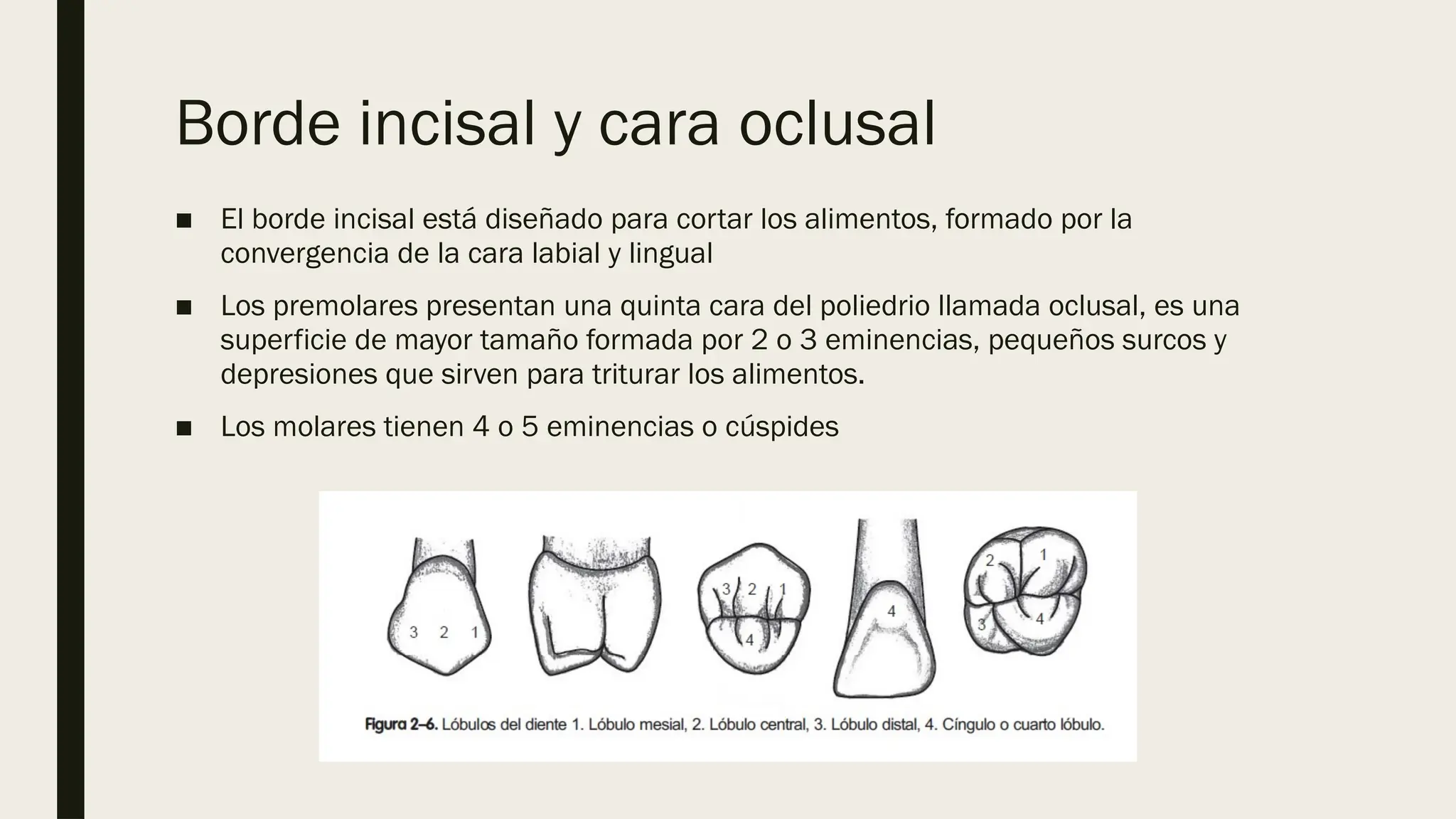Anatomía dental_caras de los dientes.pptx
