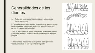 Anatomía dental_caras de los dientes.pptx