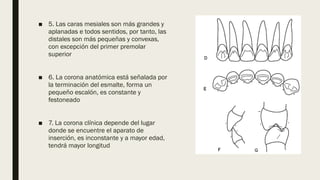 Anatomía dental_caras de los dientes.pptx