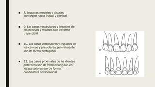 Anatomía dental_caras de los dientes.pptx