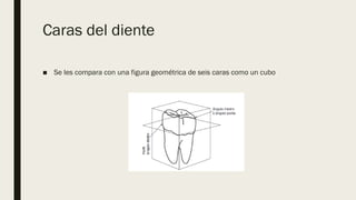 Anatomía dental_caras de los dientes.pptx