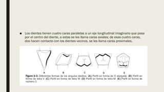 Anatomía dental_caras de los dientes.pptx