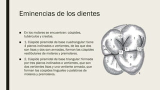 Anatomía dental_caras de los dientes.pptx