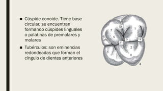 Anatomía dental_caras de los dientes.pptx