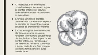Anatomía dental_caras de los dientes.pptx