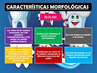 Anatomía dental en dientes temporales | PPTX