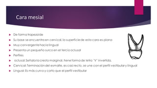 Anatomía Dental de los órganos dentarios maxilares | PDF | Dental ...