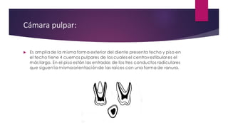 Anatomía Dental de los órganos dentarios maxilares | PDF