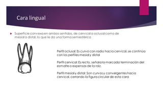 Anatomía Dental de los órganos dentarios maxilares | PDF