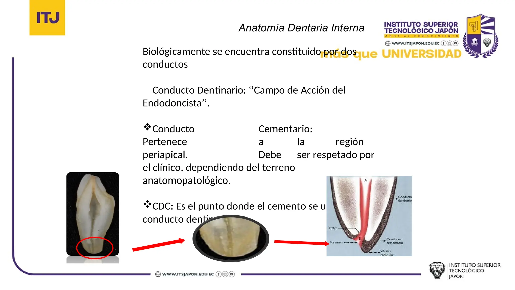 Anatomía Dentaria Interna Jose Ron.ppt y jessica | PPT