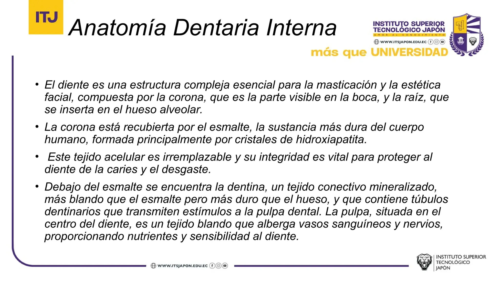 Anatomía Dentaria Interna Jose Ron.ppt y jessica | PPT