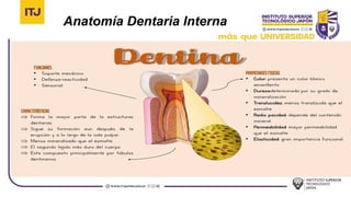 Anatomía Dentaria Interna Jose Ron.ppt y jessica | PPT