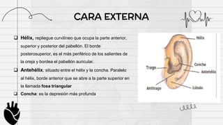 Anatomía de oído, nariz y garganta.pptx