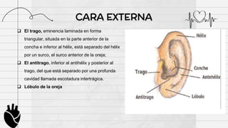 Anatomía de oído, nariz y garganta.pptx