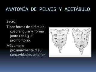 Anatomía de pelvis y acetábulo | PPTX