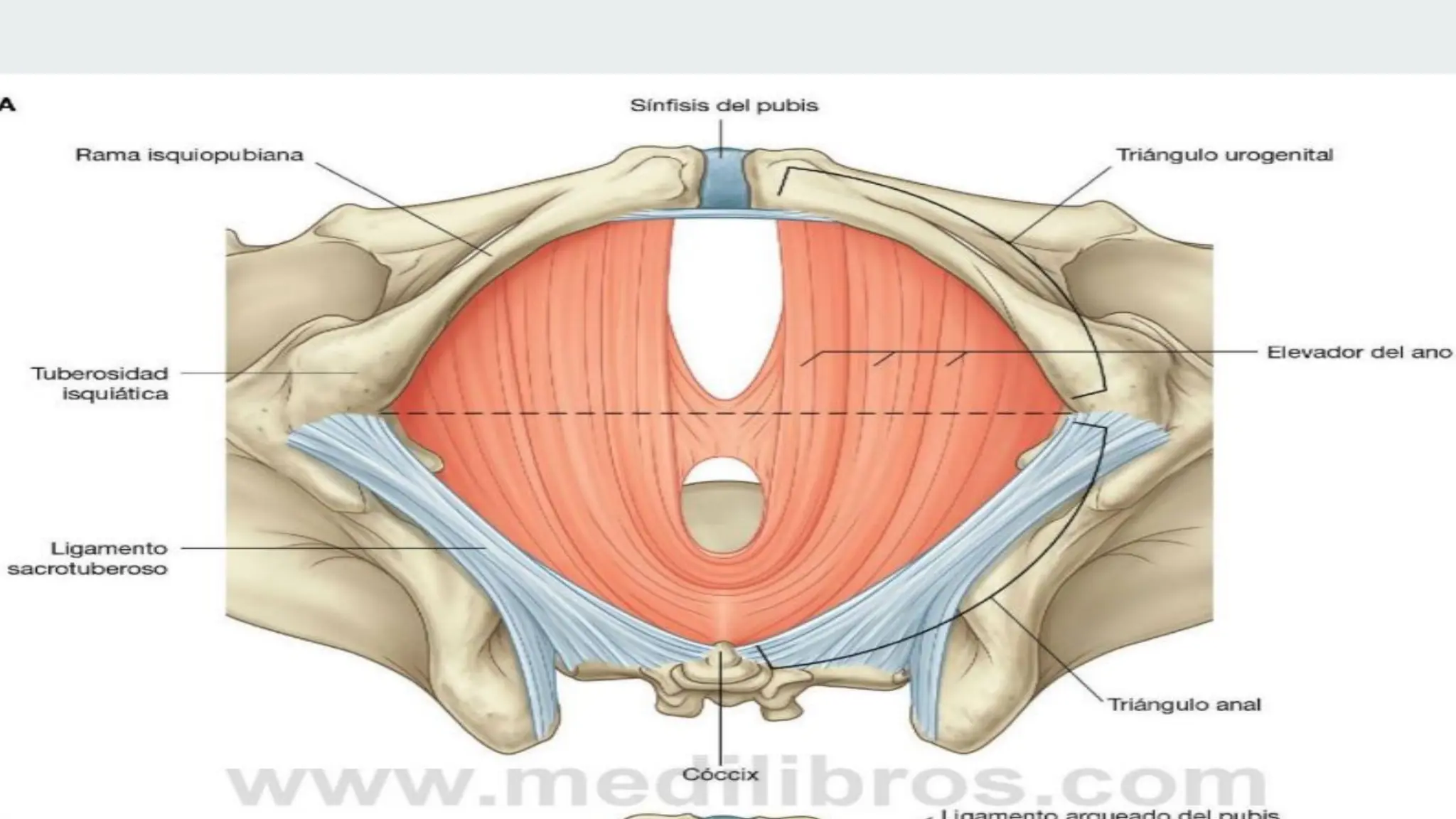 ANATOMÍA DE PERINÉ ..................pdf