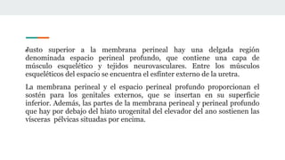 ANATOMÍA DE PERINÉ ..................pdf