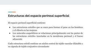 ANATOMÍA DE PERINÉ ..................pdf