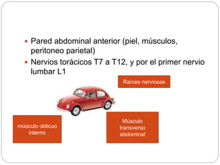 Anatomía de plano transverso abdominal.pptx
