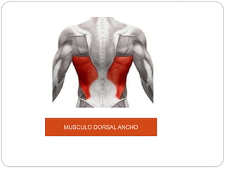 Anatomía de plano transverso abdominal.pptx