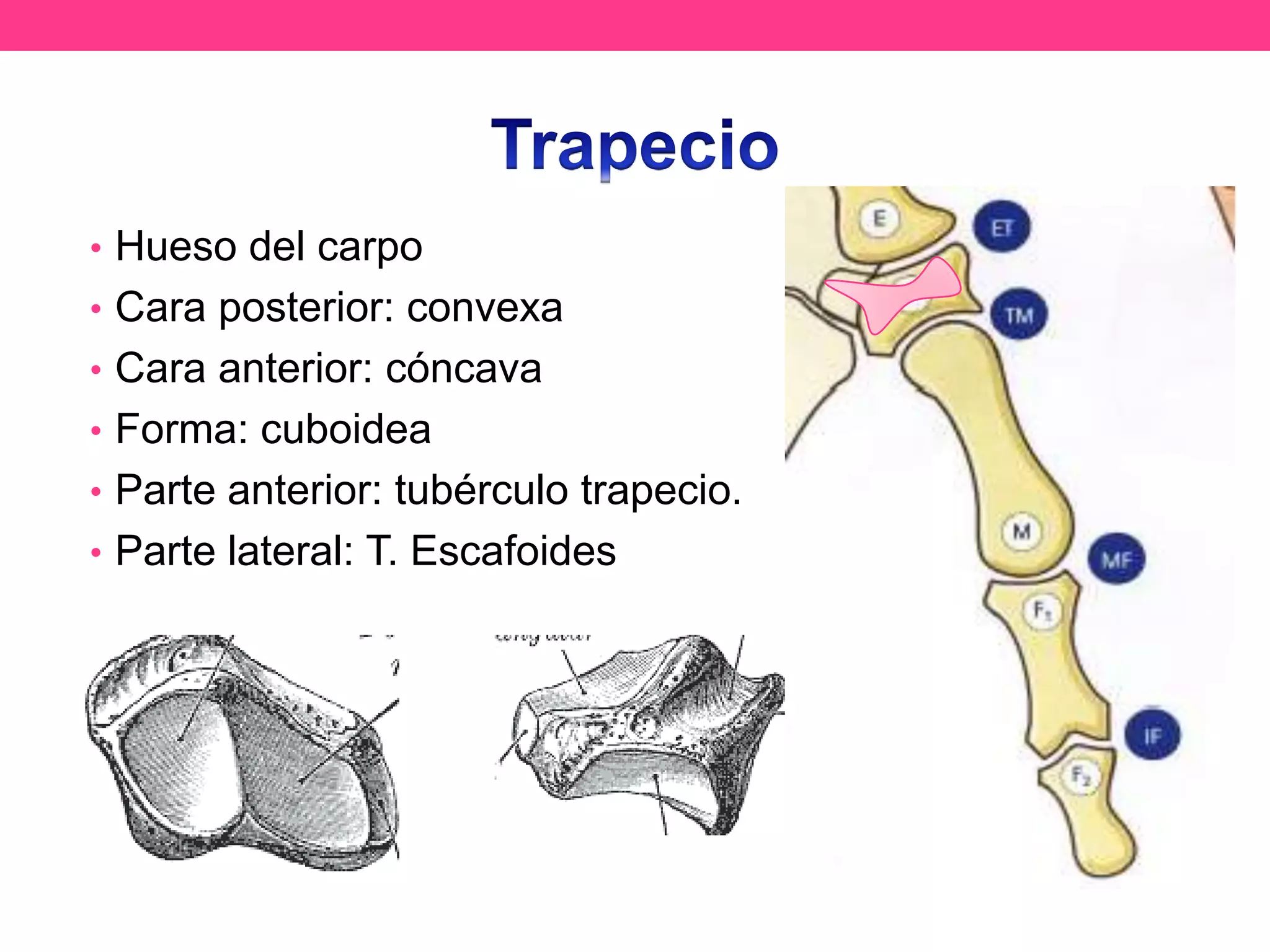 Anatomía de pulgar | PPTX