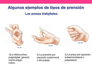 Anatomía de pulgar | PPTX