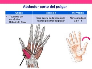 Anatomía Del Pulgar