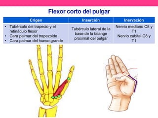 Anatomía Del Pulgar, Tendones