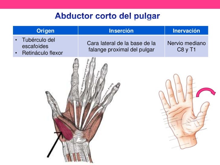 Anatomía de pulgar