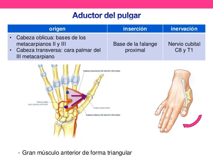 Anatomía de pulgar