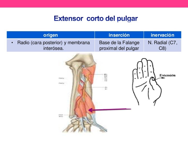Anatomía de pulgar