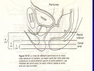 Anatomía de Recto y ano Esc medicina ULM 2008 version 2025.ppt