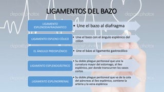 Anatomía descriptiva del bazo | PPTX
