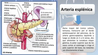 Anatomía descriptiva del bazo | PPTX