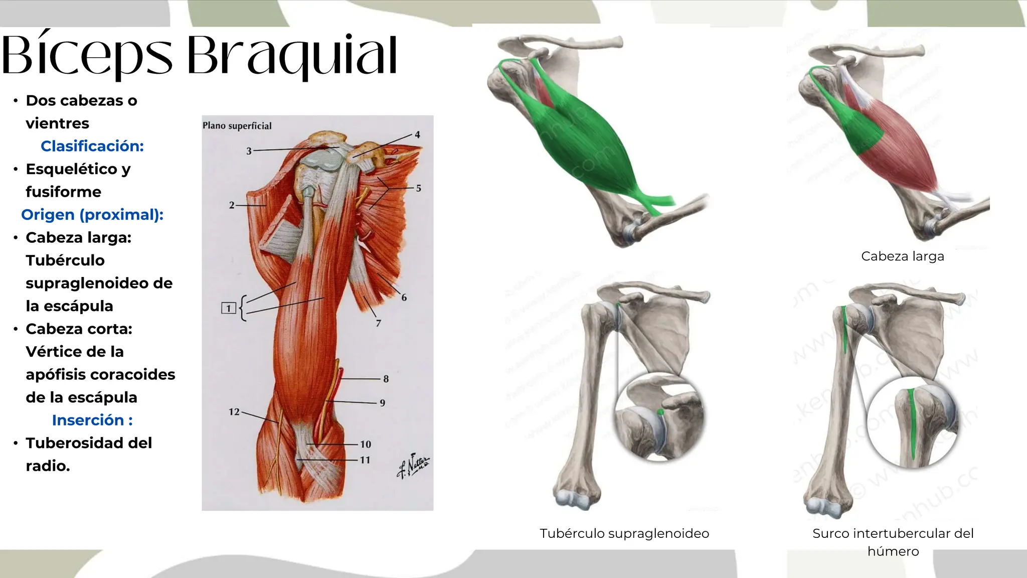 Anatomía de tíceps braquial y biceps braquial.pptx