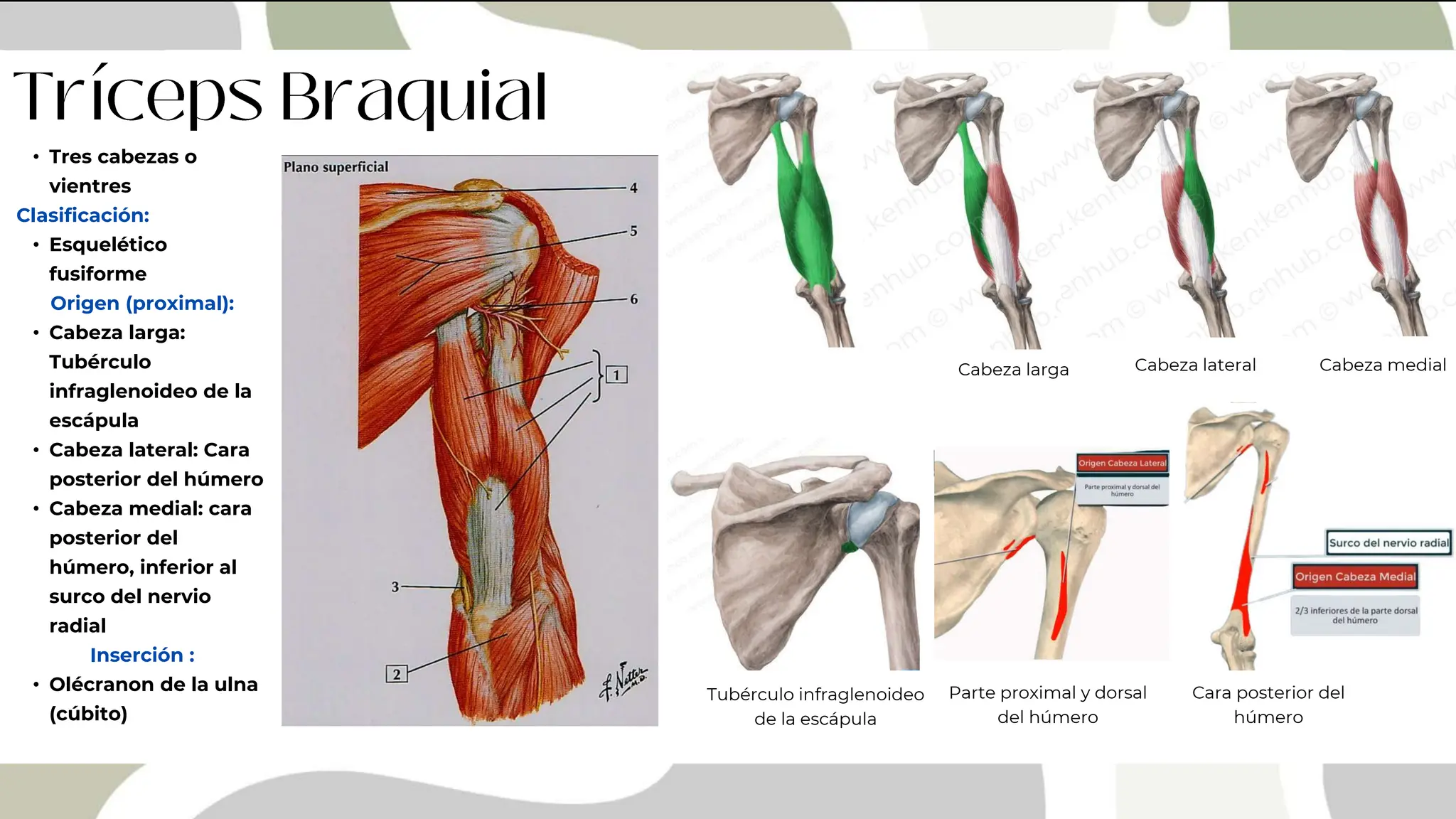 Anatomía de tíceps braquial y biceps braquial.pptx