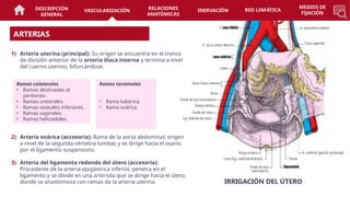 Anatomía de Útero y Ovarios, los principales órganos de reproducción ...