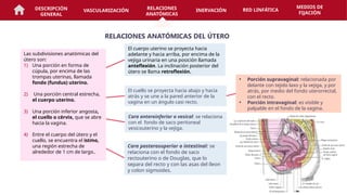 Anatomía de Útero y Ovarios, los principales órganos de reproducción ...