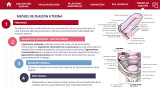 Anatomía de Útero y Ovarios, los principales órganos de reproducción ...