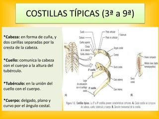 Anatomía de tórax (ANATOMÍA DE TÓRAX) | PPTX