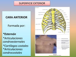 Anatomía de tórax (ANATOMÍA DE TÓRAX) | PPTX