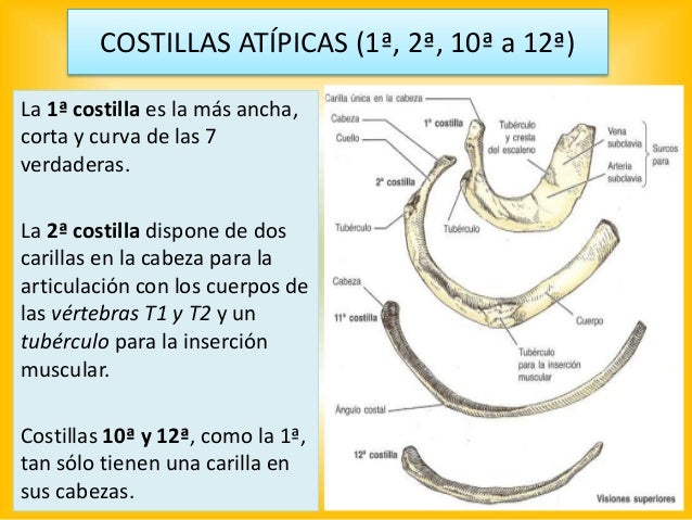 Anatomía de tórax (ANATOMÍA DE TÓRAX)