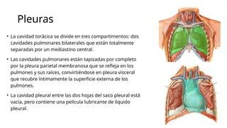 Anatomía de tórax para enfermería clinica | PPTX