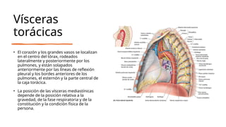 Anatomía de tórax para enfermería clinica | PPTX